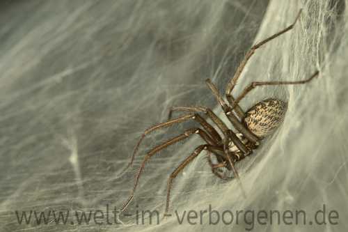 Große Hauswinkelspinne - Lebensweise, Bilder, Steckbrief