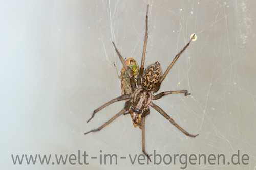 Große Hauswinkelspinne - Lebensweise, Bilder, Steckbrief