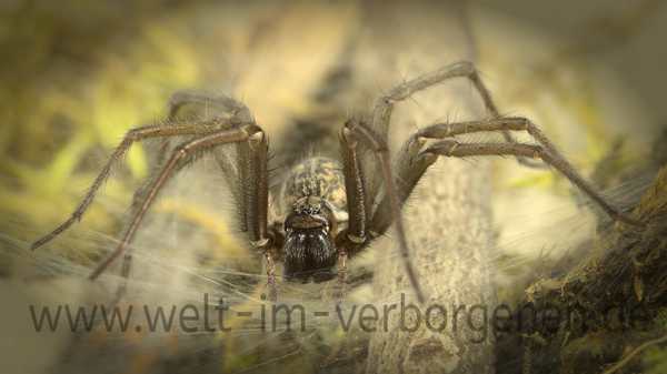 Große Hauswinkelspinne - Lebensweise, Bilder, Steckbrief